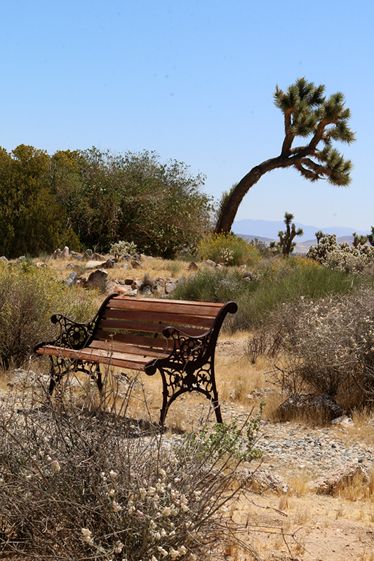Snapshots Joshua Tree Yoga Therapy Retreat 2017 | YogaTherapyALaCarte